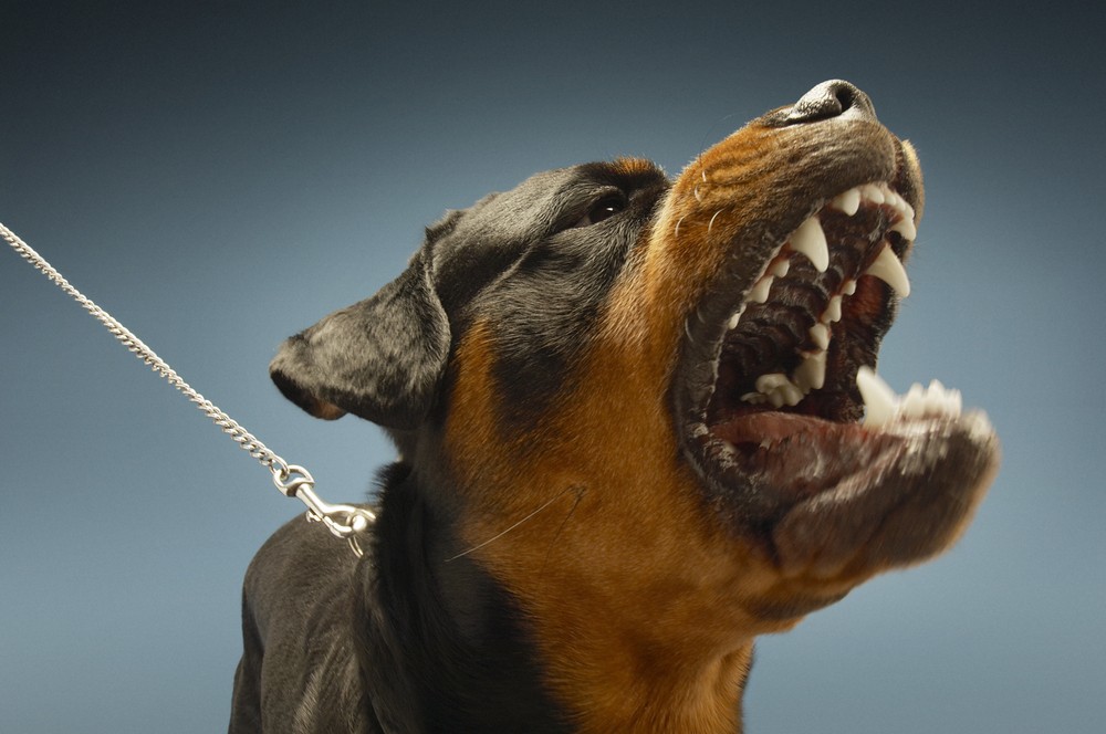 Irvington Dog Bite Lawyers